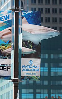 BannerSaver™ Light Pole… | BannerSaver™ Light Pole Banner Brackets